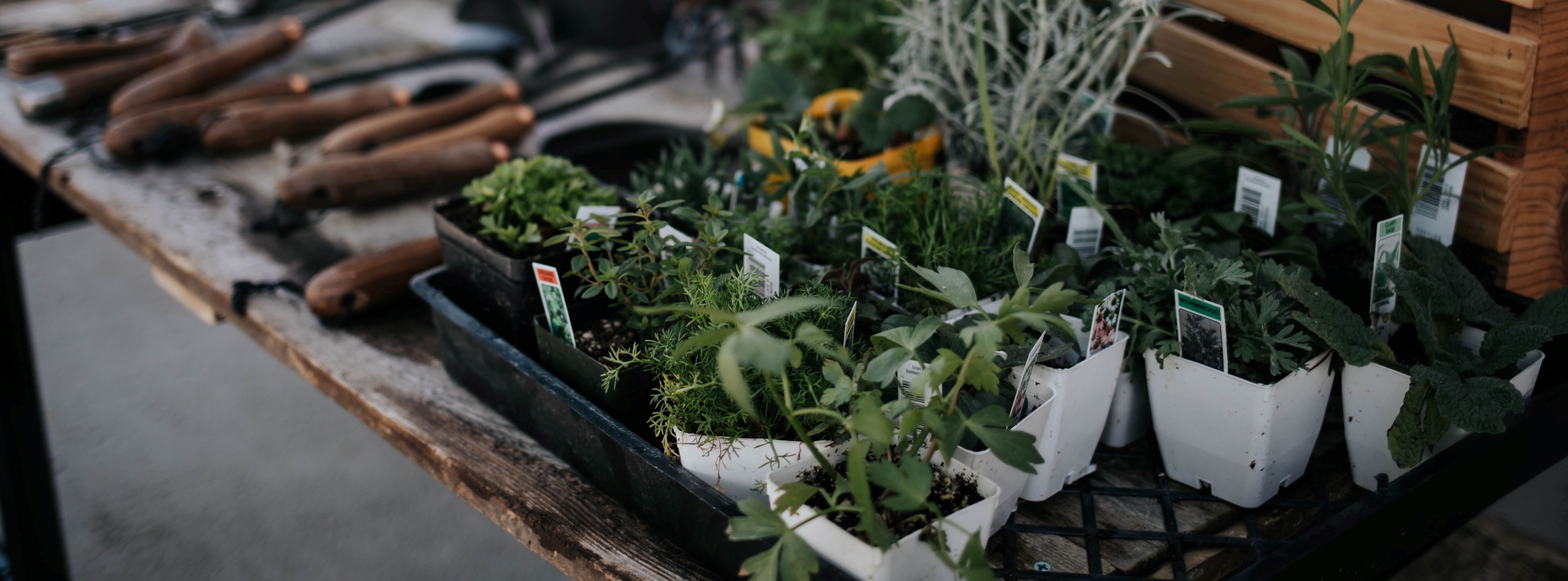 A Guide to Japanese Gardening Tools | Barebones Living