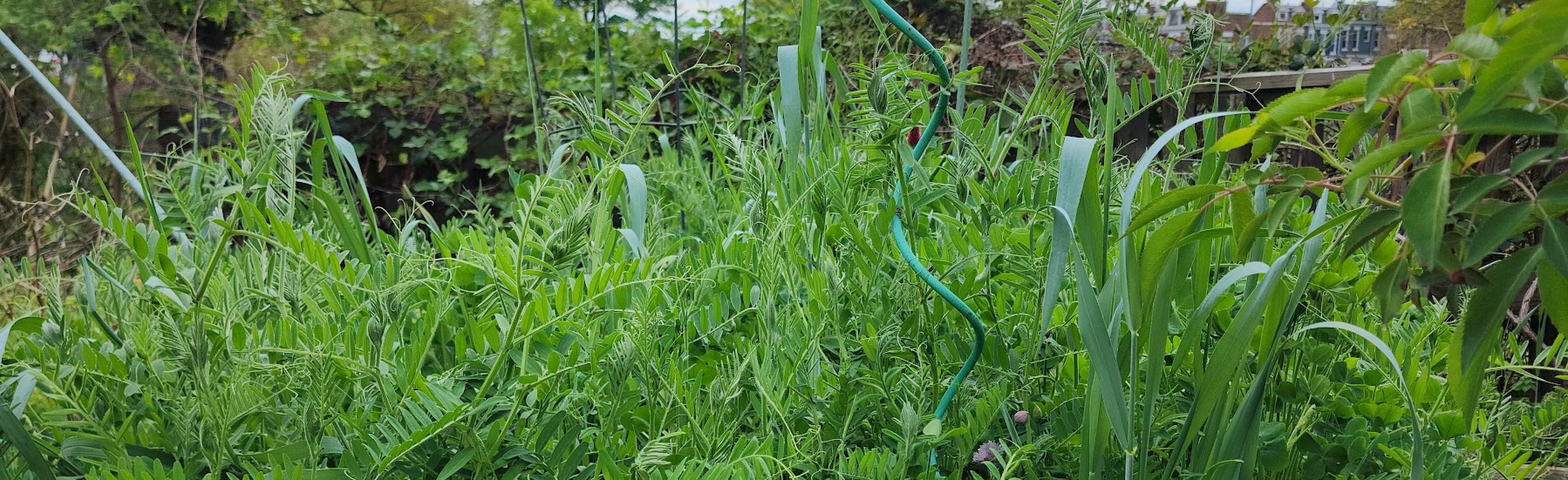 What is a cover crop, cover cropping for beginners – Barebones