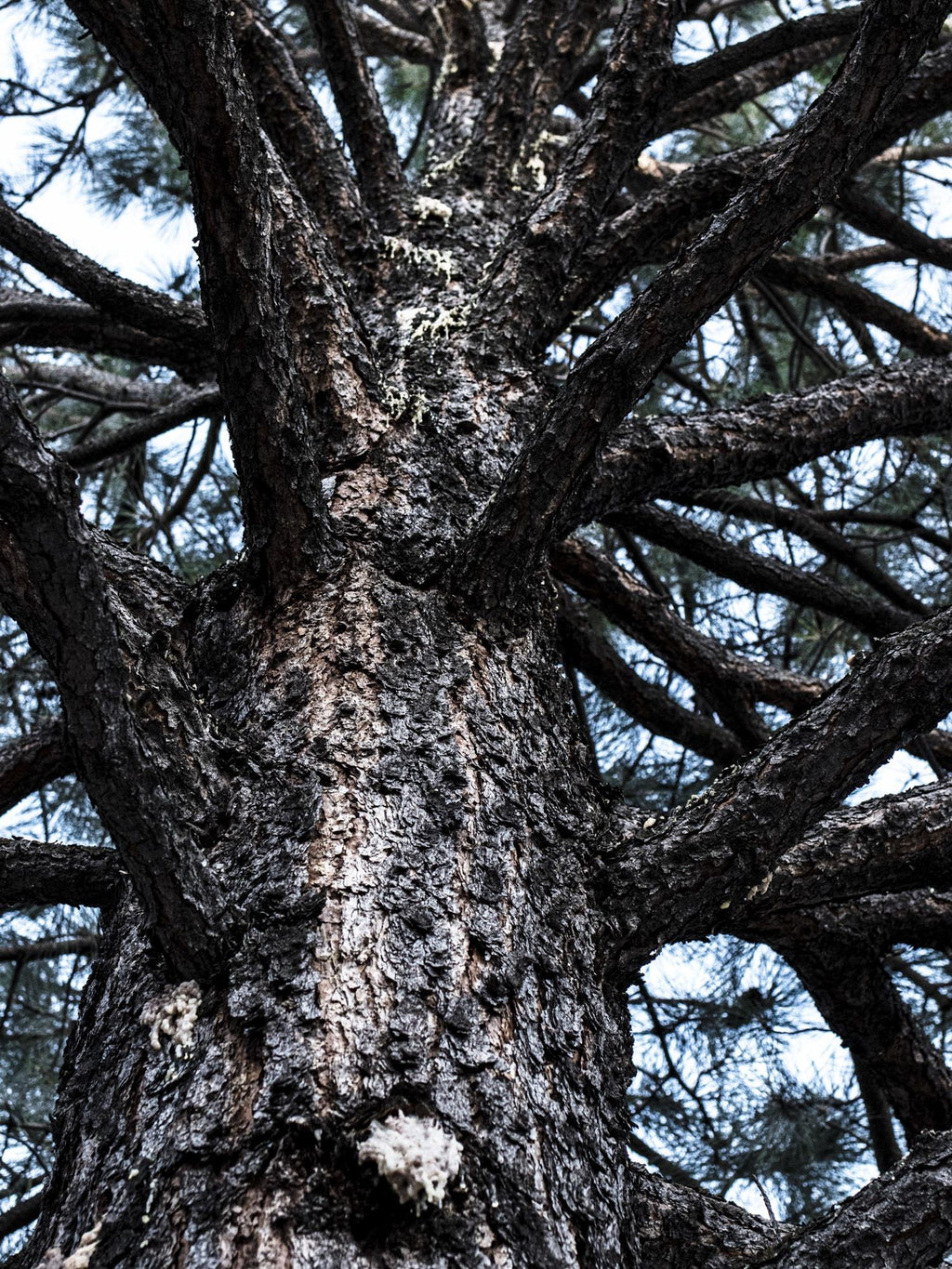How To Make Wild Foraged Resin Balm | Recipes | Barebones Living