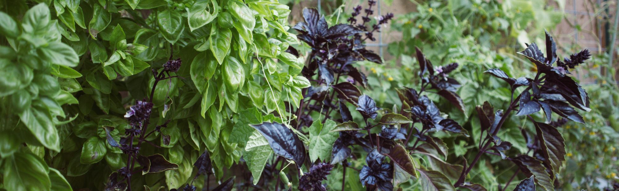 Summer Garden Tips With Aaron Aiken of @heygardenzaddy – Barebones