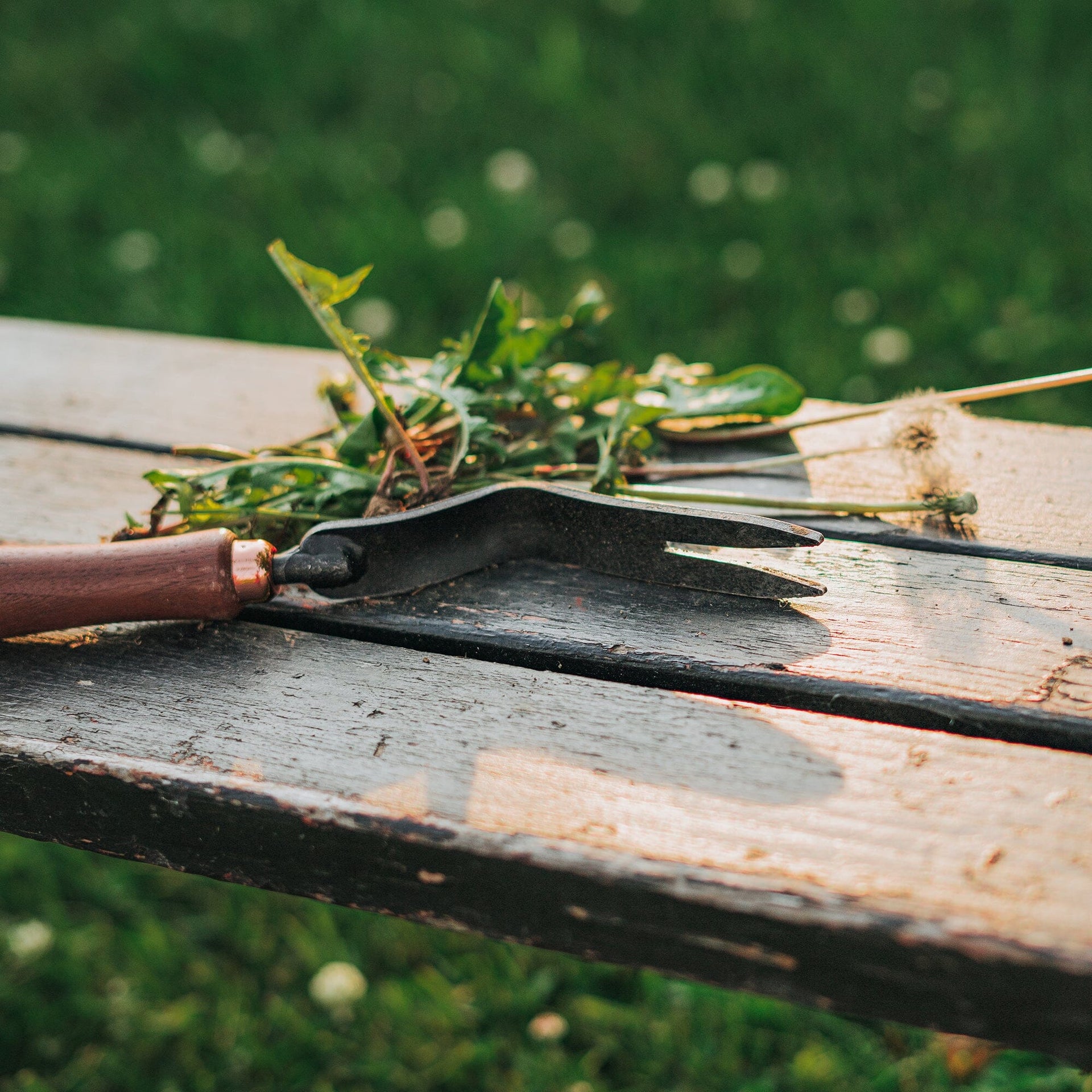 Barebones Dandelion Weeding Fork