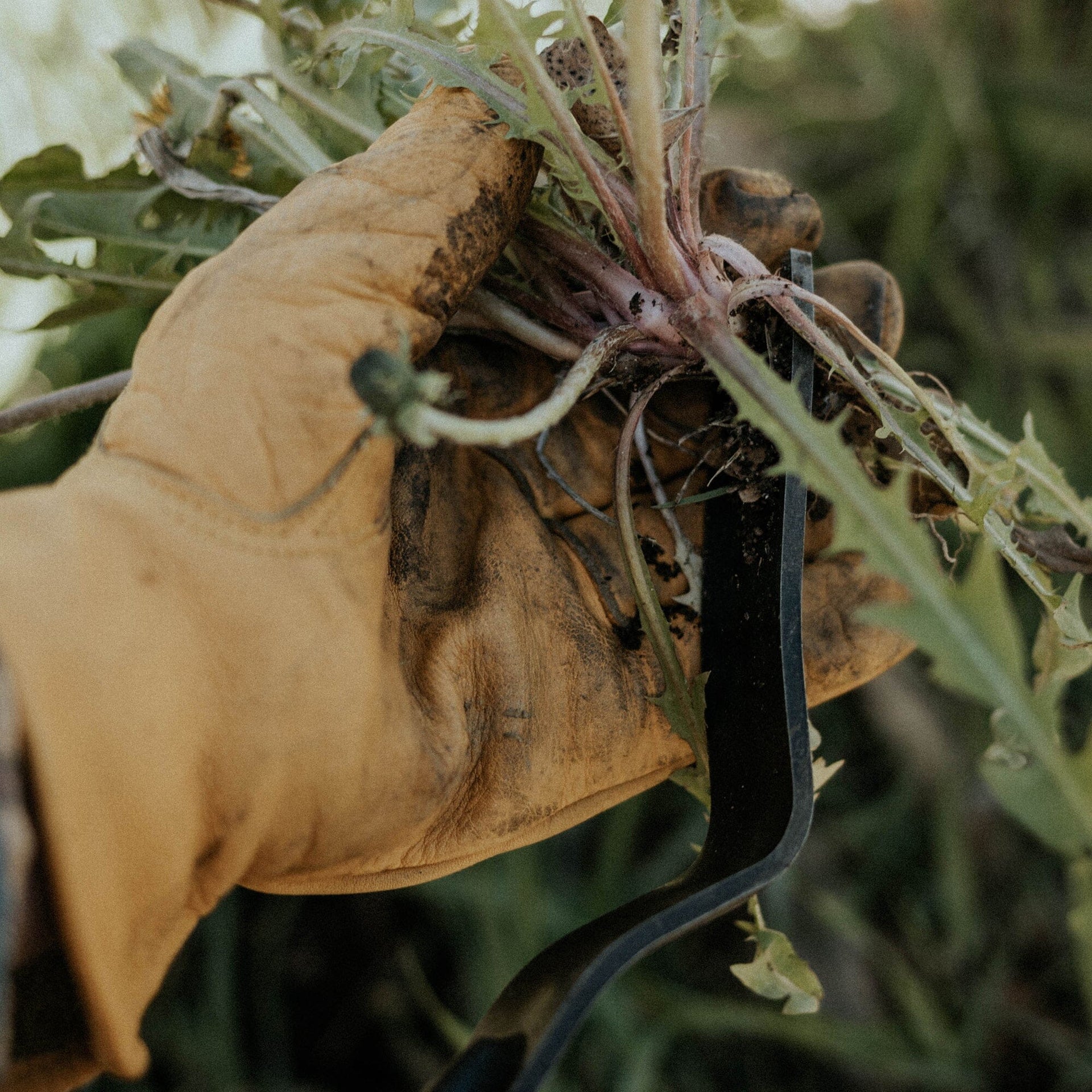 Barebones Dandelion Weeding Fork